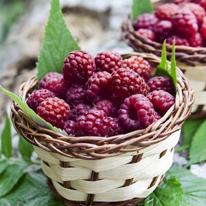 3 Raspberry Plants "royalty Purple"-large, High-quality Fruit (3 Large ...