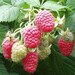 5 Raspberry Plants Joan J - Completely Thornless, Everbearing, High ...