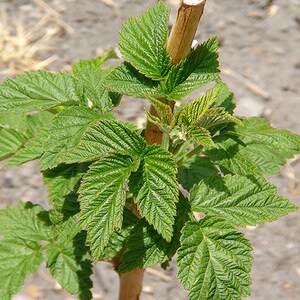 5 Raspberry Plants Joan J - Completely Thornless, Everbearing, High ...