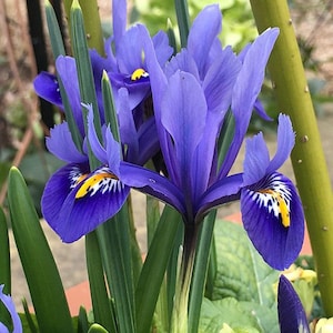 12 Iris Reticulata Alida-amazingly Large Flowers pack of 12 Bulbsdear ...