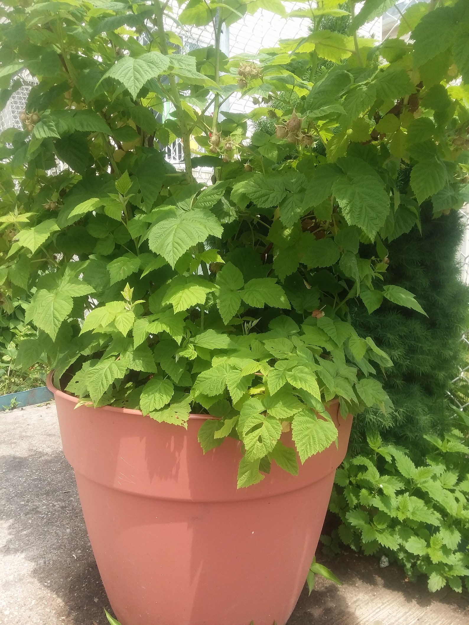 3 Raspberry Plants Joan J Completely Thornless Everbearing | Etsy