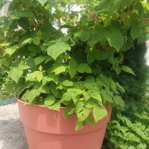 3 Raspberry Plants "joan J"-completely Thornless, Everbearing, High ...