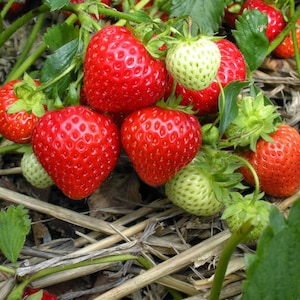 12 Earliglow Strawberry Plants-earliest, High-yielding Berry(pack of 12 ...