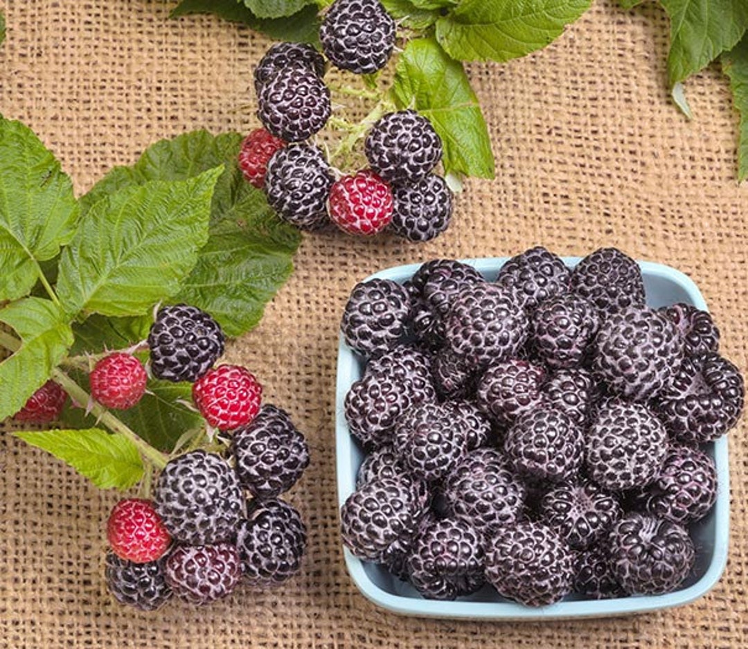 3 Black Raspberry Plants "jewel"-high-quality Fruit (3 Large 1 Year Old ...
