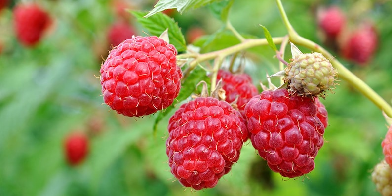 3 Raspberry Plants heritage Everbearing Red3 - Etsy