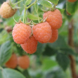 5 Raspberry Plants "double Gold"-sweetest in Flavor, Everbearing, High ...