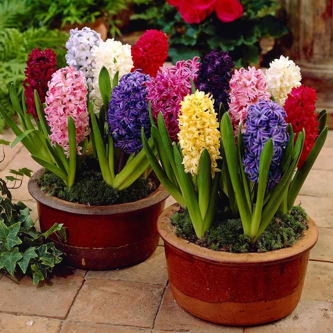 10 Hyacinth Bulbs-pastel Perfection Mixed (pack of 10 Bulbs)perennial ...