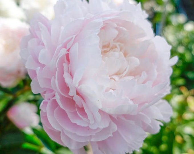 1 Double Peony Plant "moon River"-garden Beauty, 3-5 Eye(1 Large Bare ...