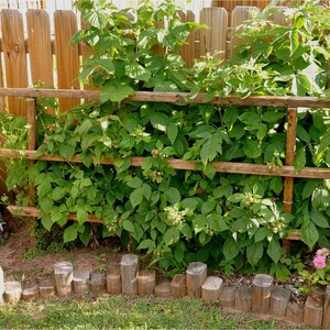 5 Raspberry Plants "himbo-top" Extremely Large, Sweetest Berries(5 ...