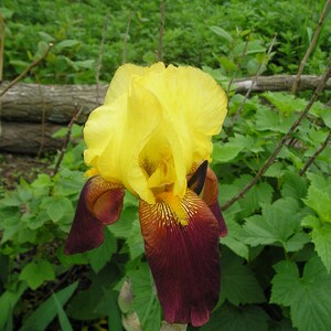 1 Country Charm - Tall German Bearded Iris (yellow and Purple ...