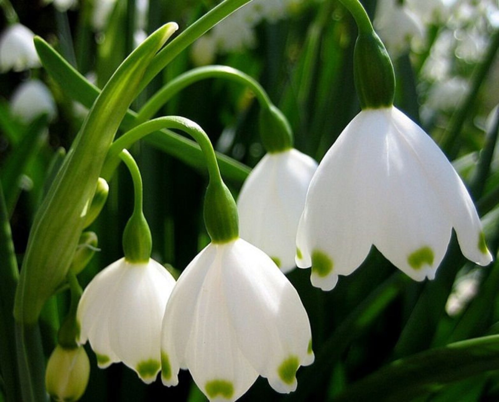 6 Bulbs Leucojum Aestivum-summer Snowflake(pack of 6 Lrg Bulbs ...