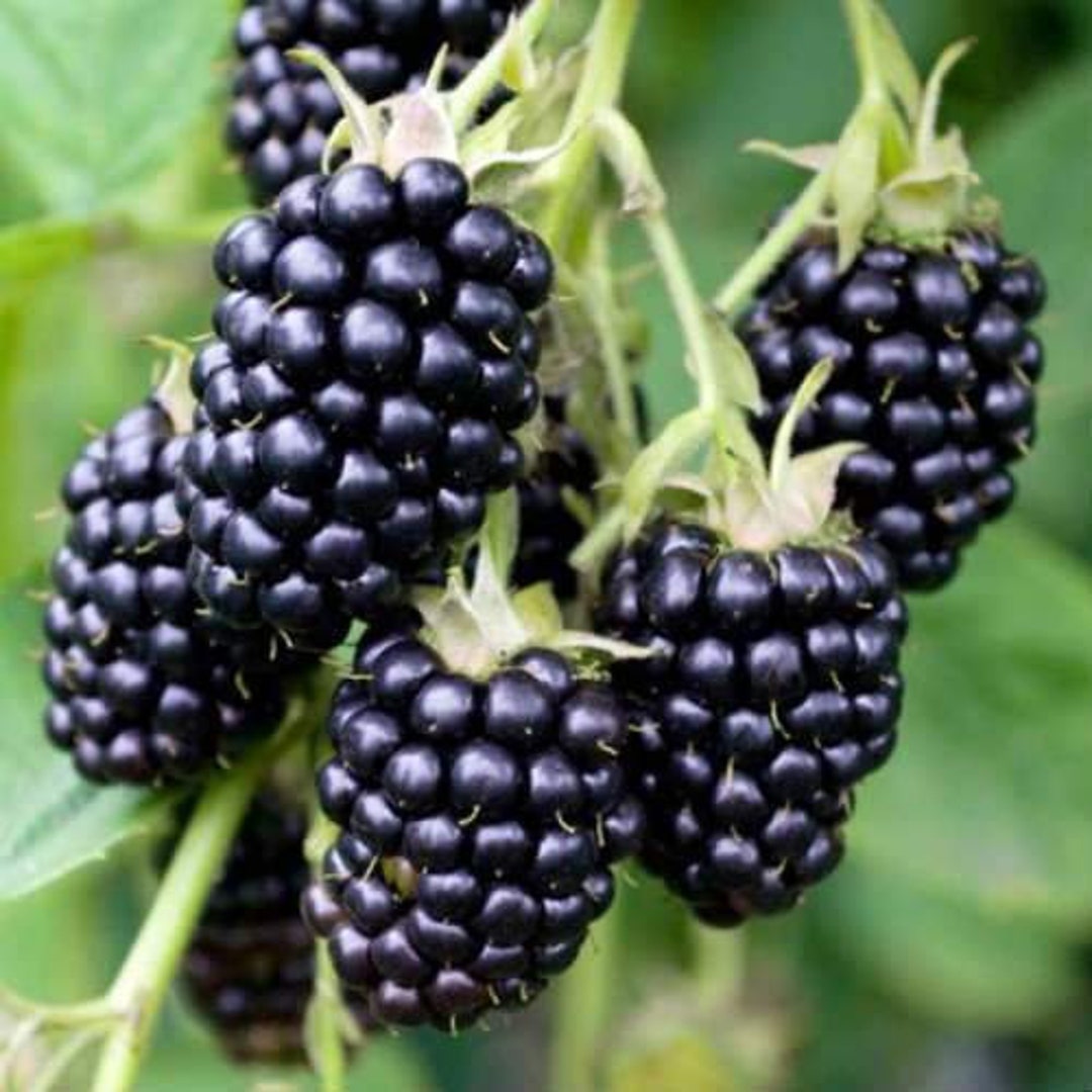 5 Thornless Blackberry Plants Starter "natchez", Earliest, High ...