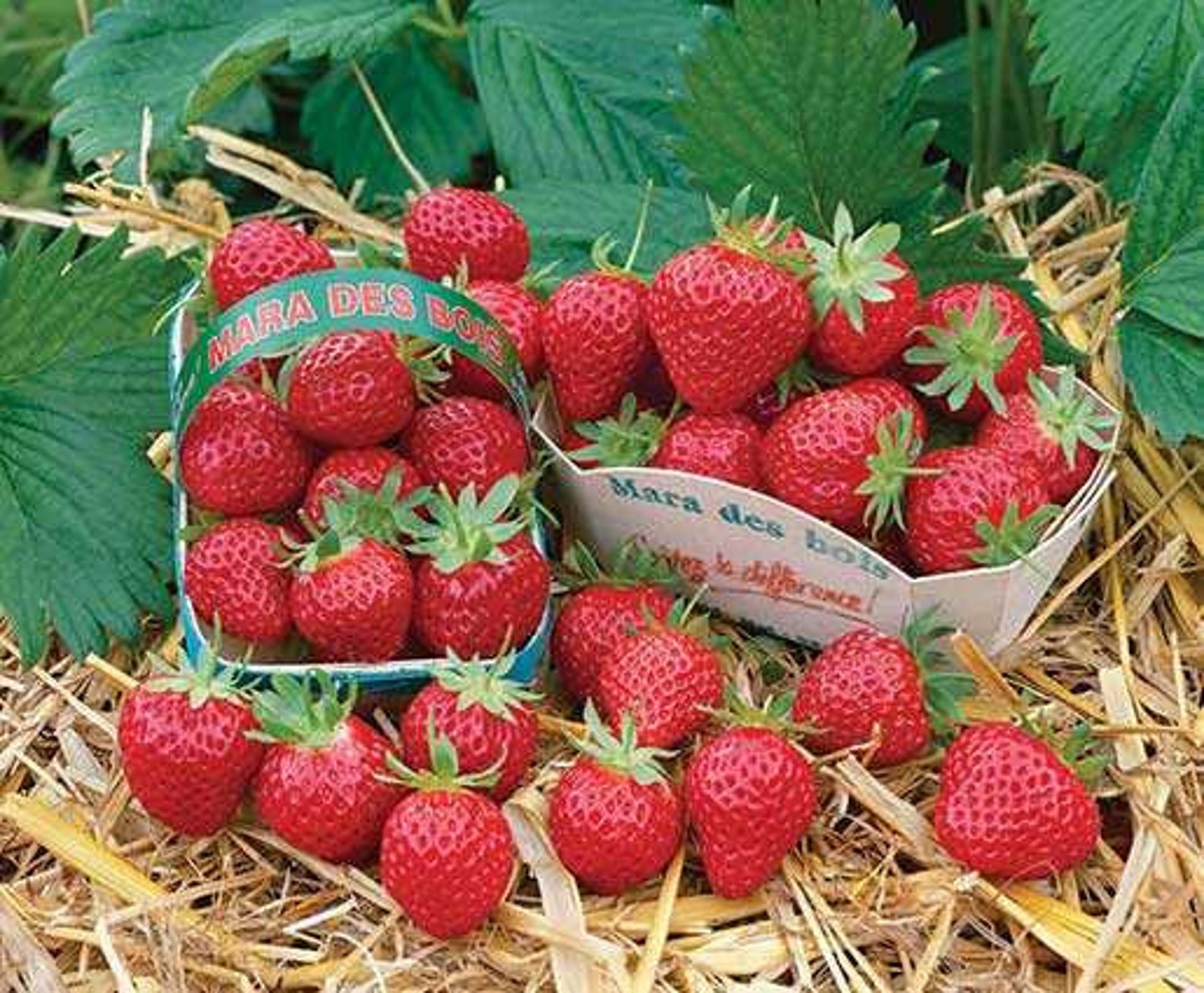 12 Mara Des Bois Everbearing Strawberry Plants-best - Etsy