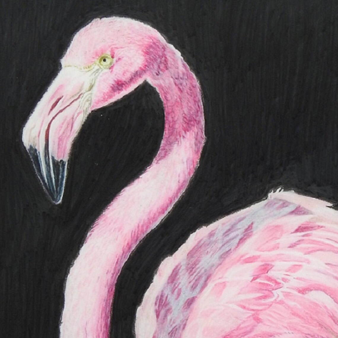 Flamingo Fine Art Giclee Print From Hand Drawn Coloured - Etsy