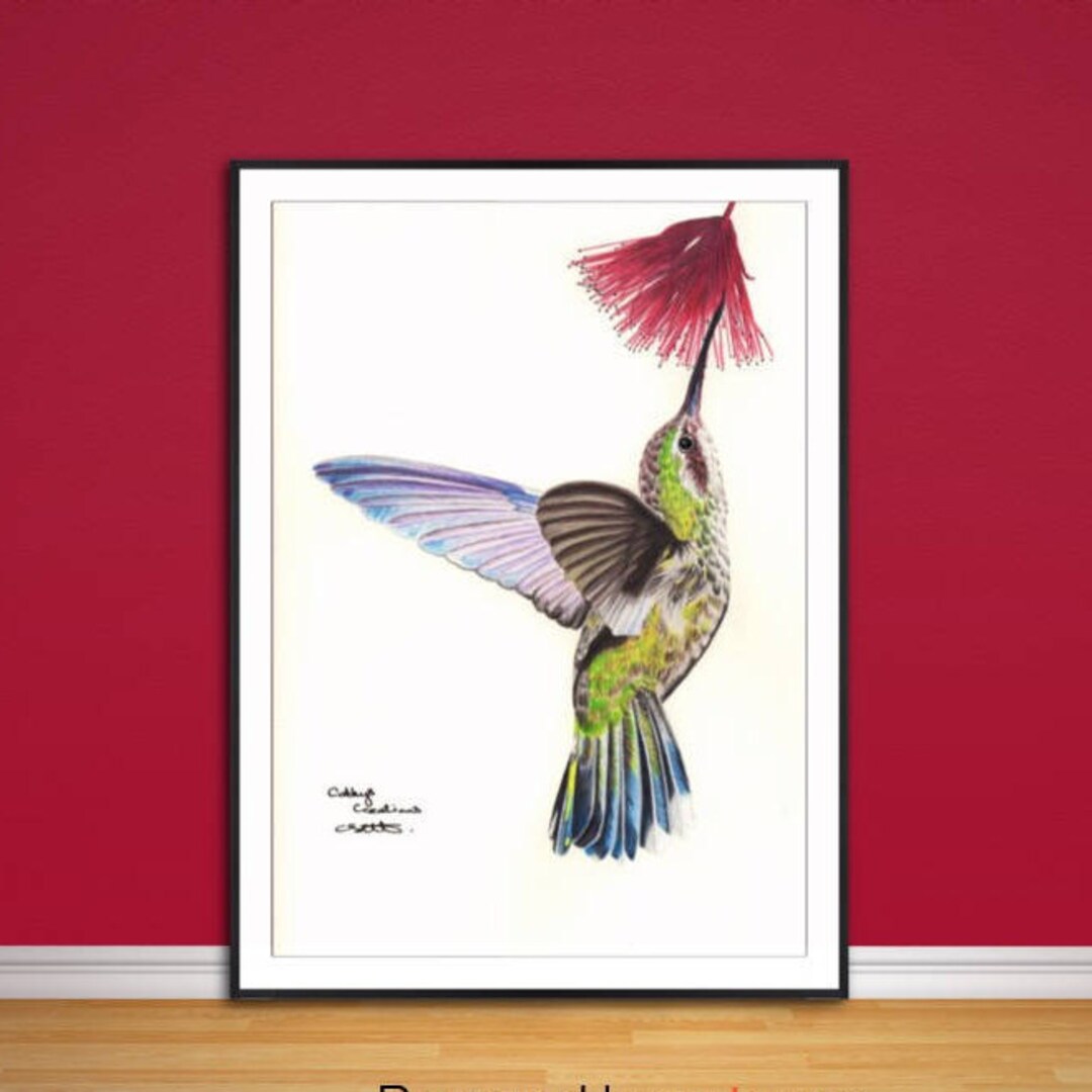 Hummingbird Fine Art Giclee Print, From Hand Drawn Coloured Pencil ...