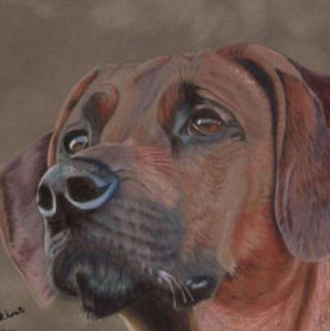 Rhodesian Ridgeback fine art giclee print from hand drawn | Etsy