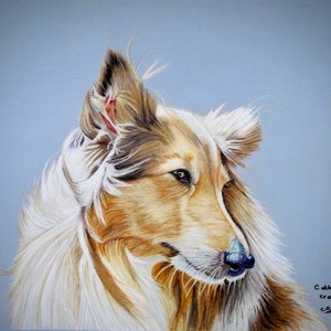 Rough Collie Greetings Card, Blank High Quality Printed Cards From Hand ...