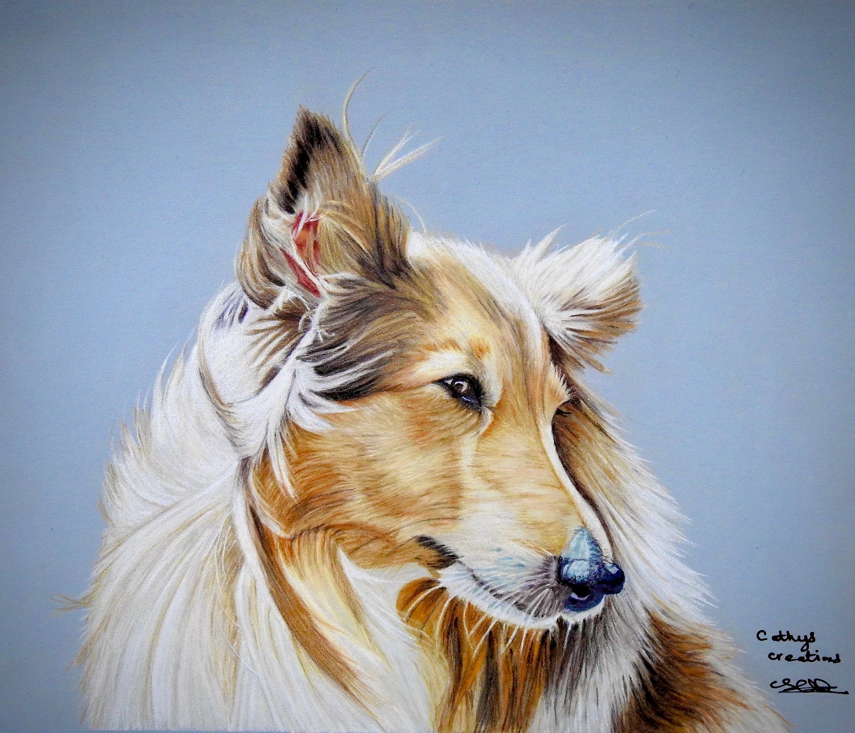 Rough Collie Greetings Card, Blank High Quality Printed Cards From Hand ...