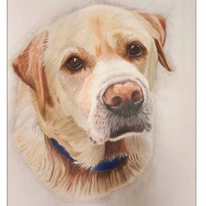 Yellow Labrador Fine Art Giclee Print, From Hand Drawn Coloured Pencil ...