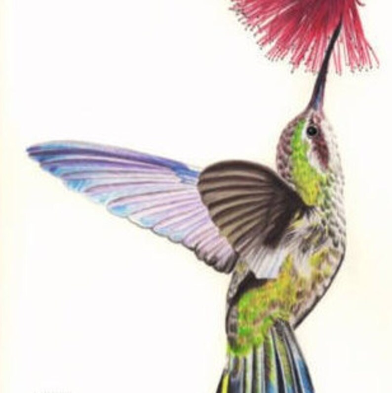 Hummingbird Fine Art Giclee Print From Hand Drawn Coloured - Etsy
