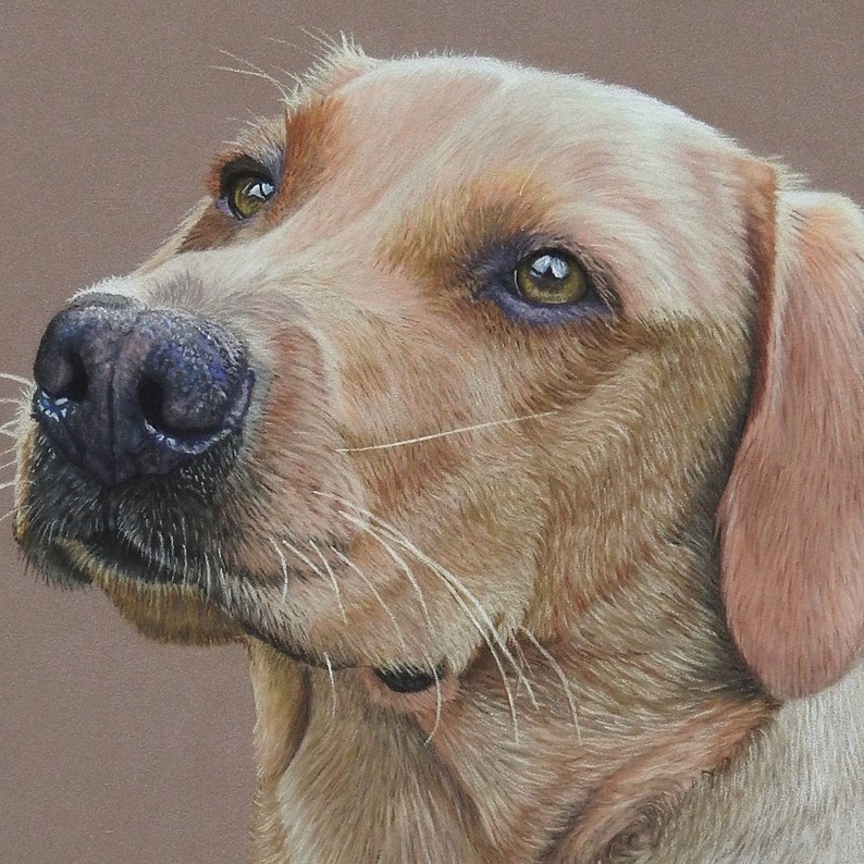 Fox Red Labrador Fine Art Giclee Print From Hand Drawn | Etsy UK