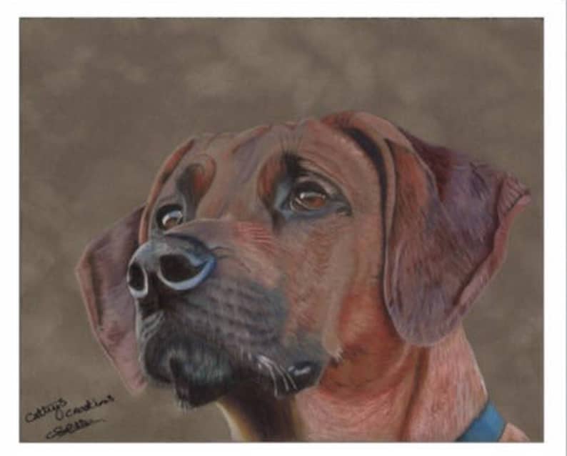 Rhodesian Ridgeback Fine Art Giclee Print, From Hand Drawn Coloured ...