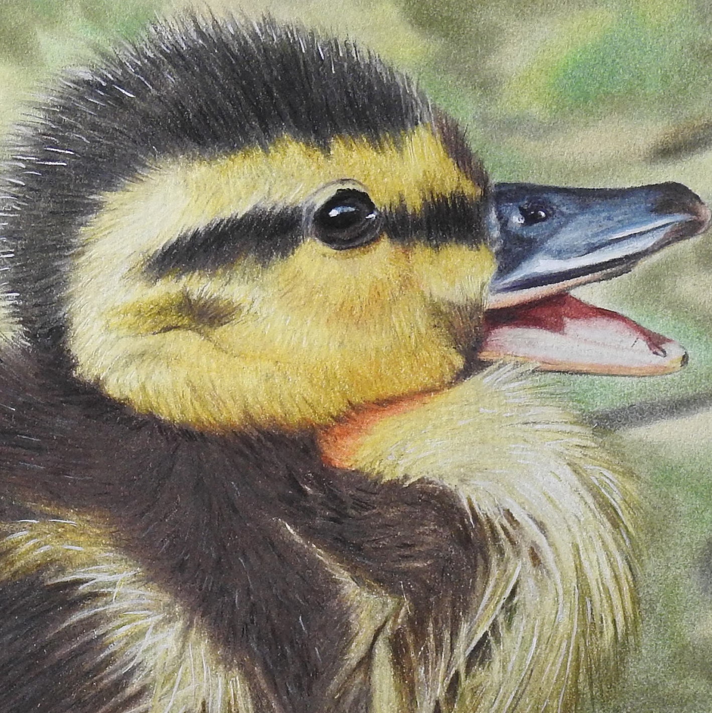 Duckling Fine Art Giclee Print From Hand Drawn Coloured - Etsy