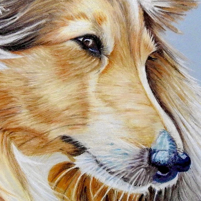 Rough Collie Greetings Card, Blank High Quality Printed Cards From Hand ...