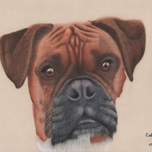 Boxer Dog Greetings Card,blank High Quality Printed Cards From Hand ...
