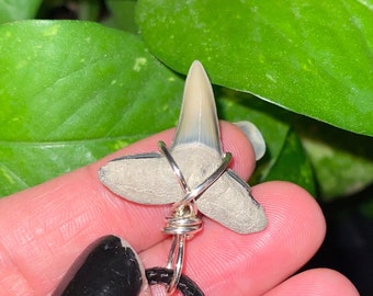 Lemon Shark Tooth | Etsy