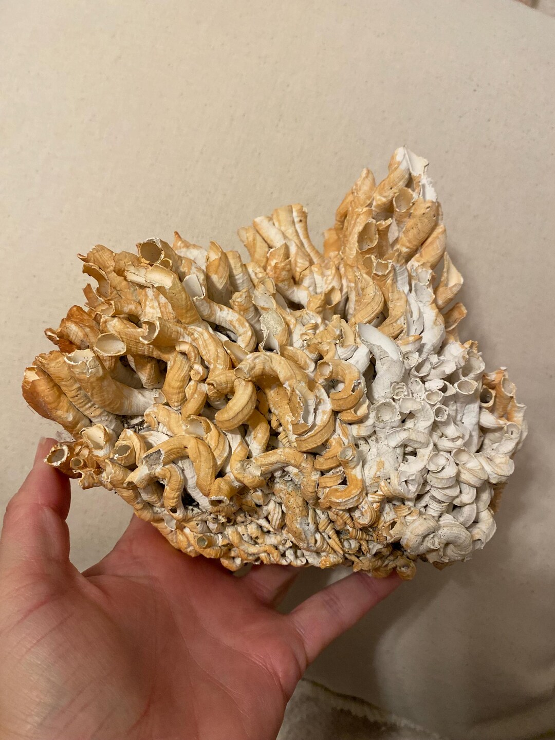 Large Cluster of Fossil Worm Snails - Rare - Etsy