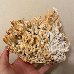 Large Cluster of Fossil Worm Snails - Rare - Etsy