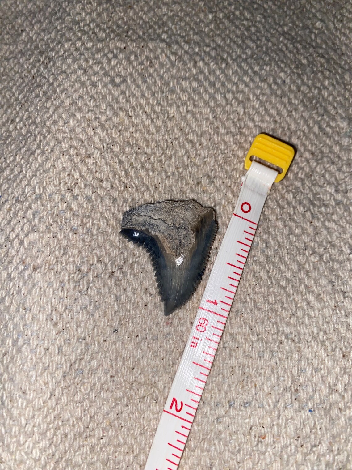 Bone Valley Hemipristis Serra Shark Tooth Fossil - Etsy
