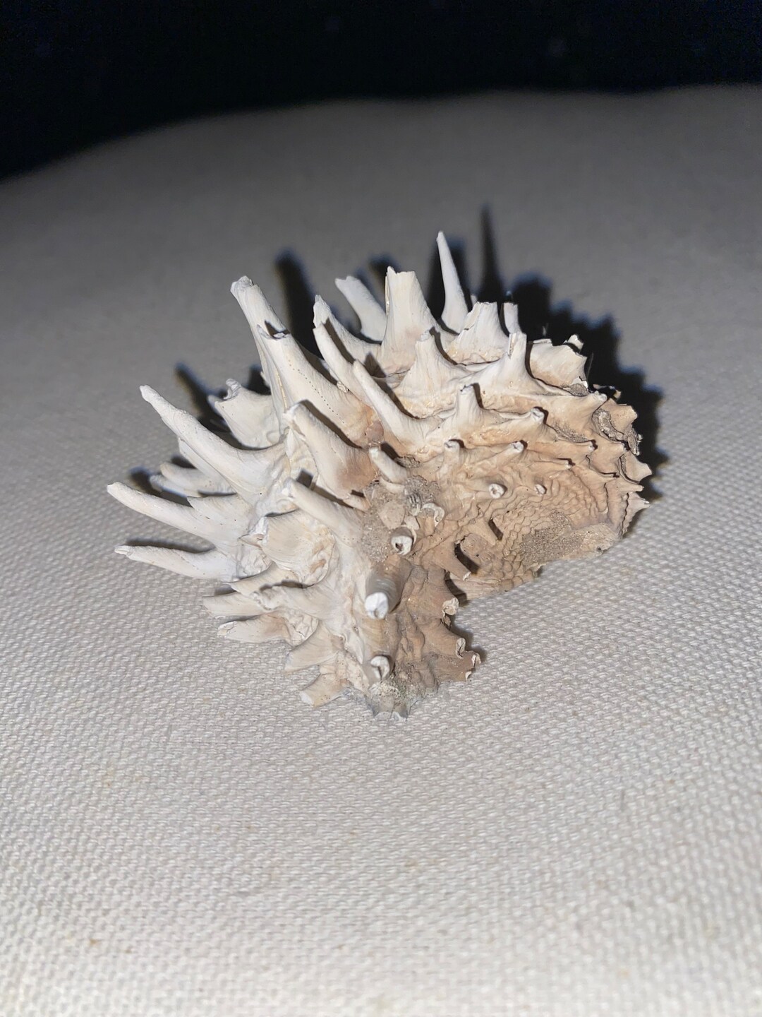 Spiny Jewel Box Shell Fossil - Etsy