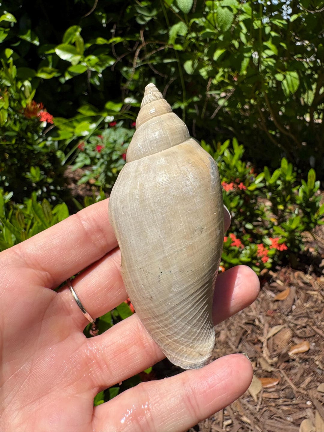 Fossilized Junonia Shell From Florida - Etsy