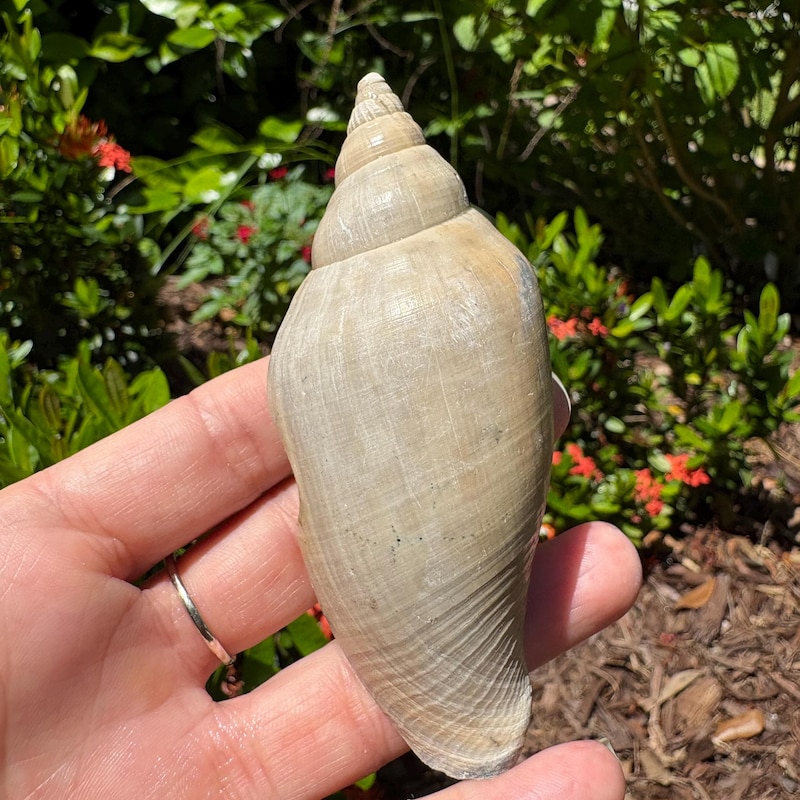 Rare Sea Shells - Etsy