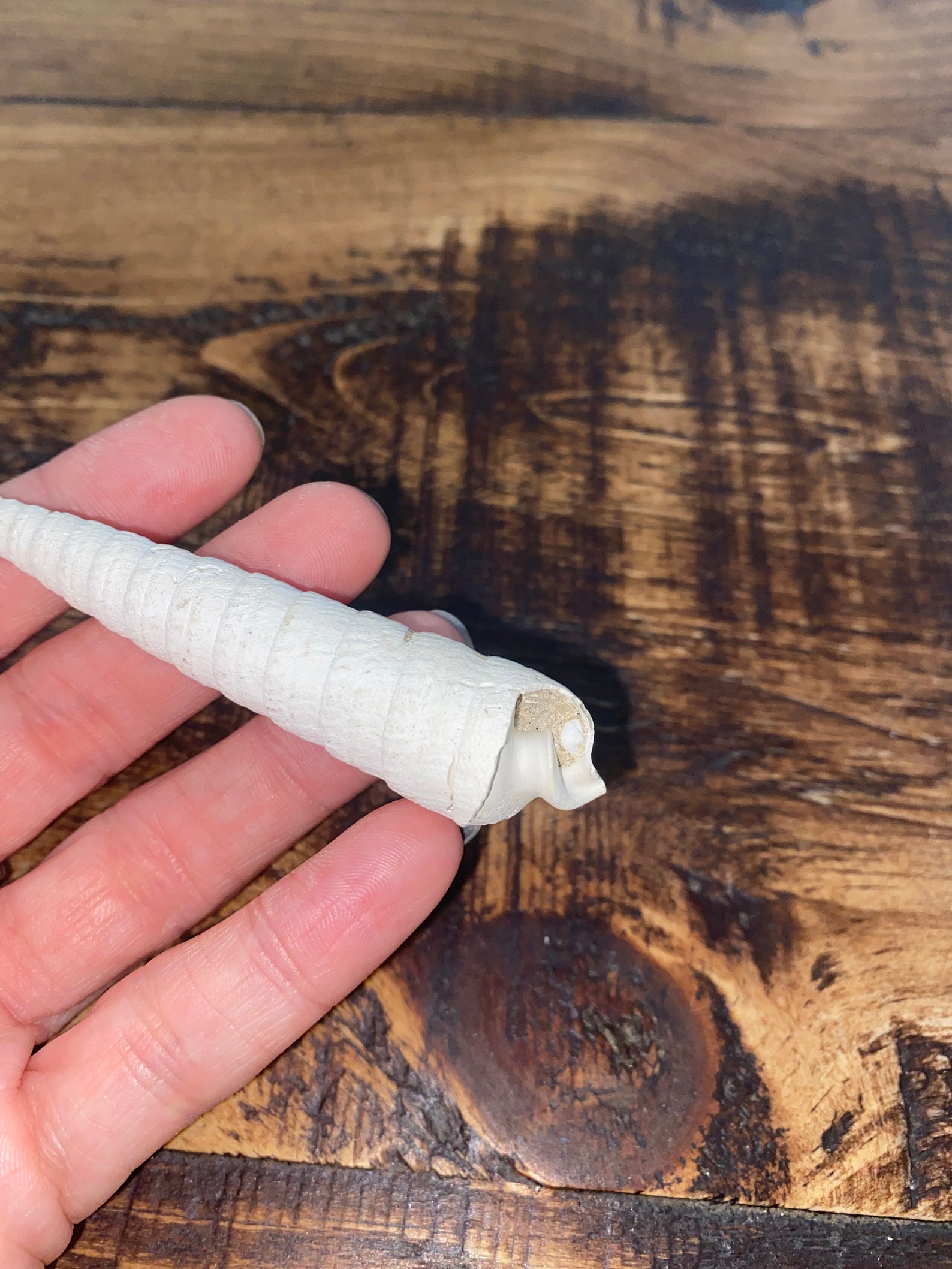 Flame Auger Fossil Shell From Florida - Etsy Canada