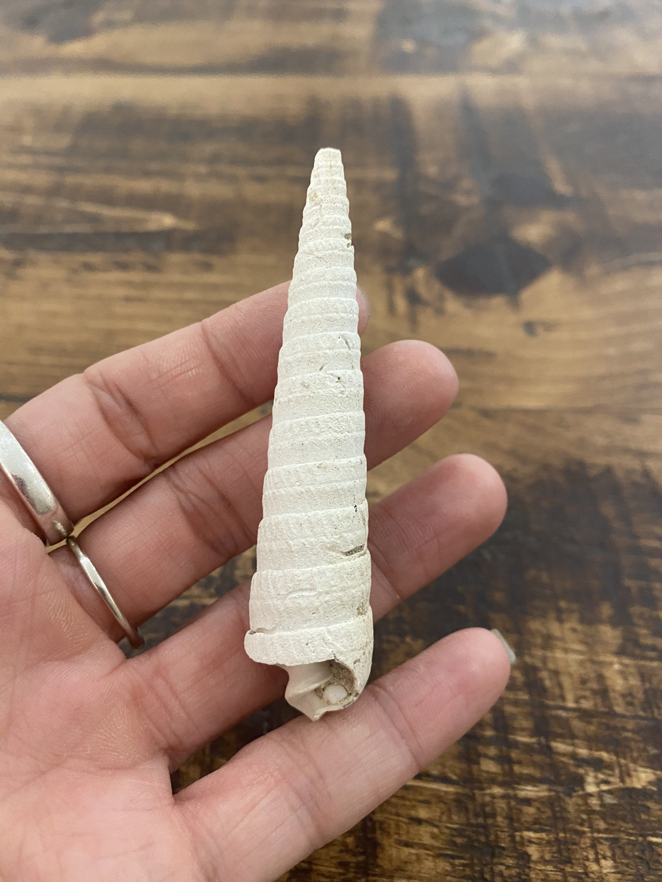 Flame Auger Fossil Shell From Florida - Etsy