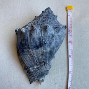 Large Melongena Blue Fossil Shell - Florida - Etsy
