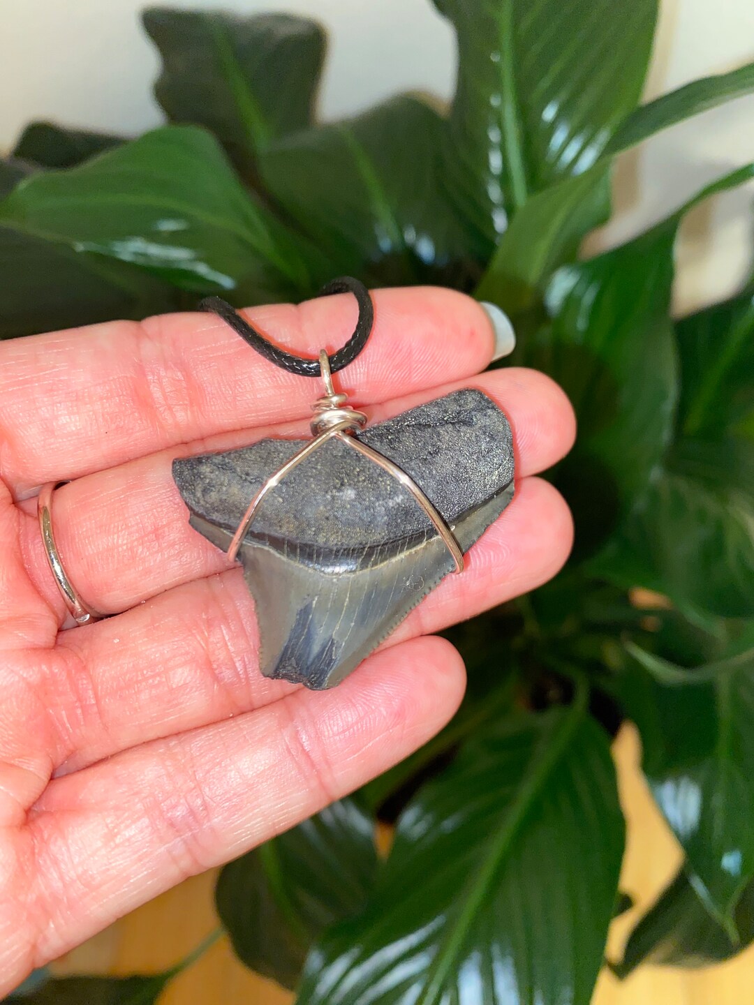 Small Megalodon Tooth Pendant Florida - Etsy