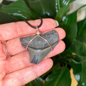 Small Megalodon Tooth Pendant Florida - Etsy