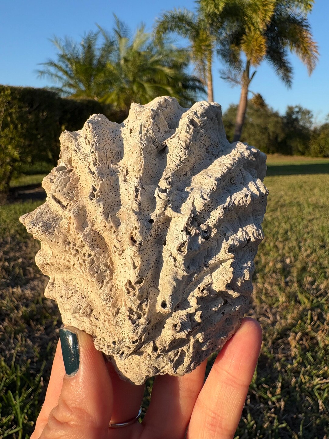 Oyster Shell Fossil From Florida - Etsy