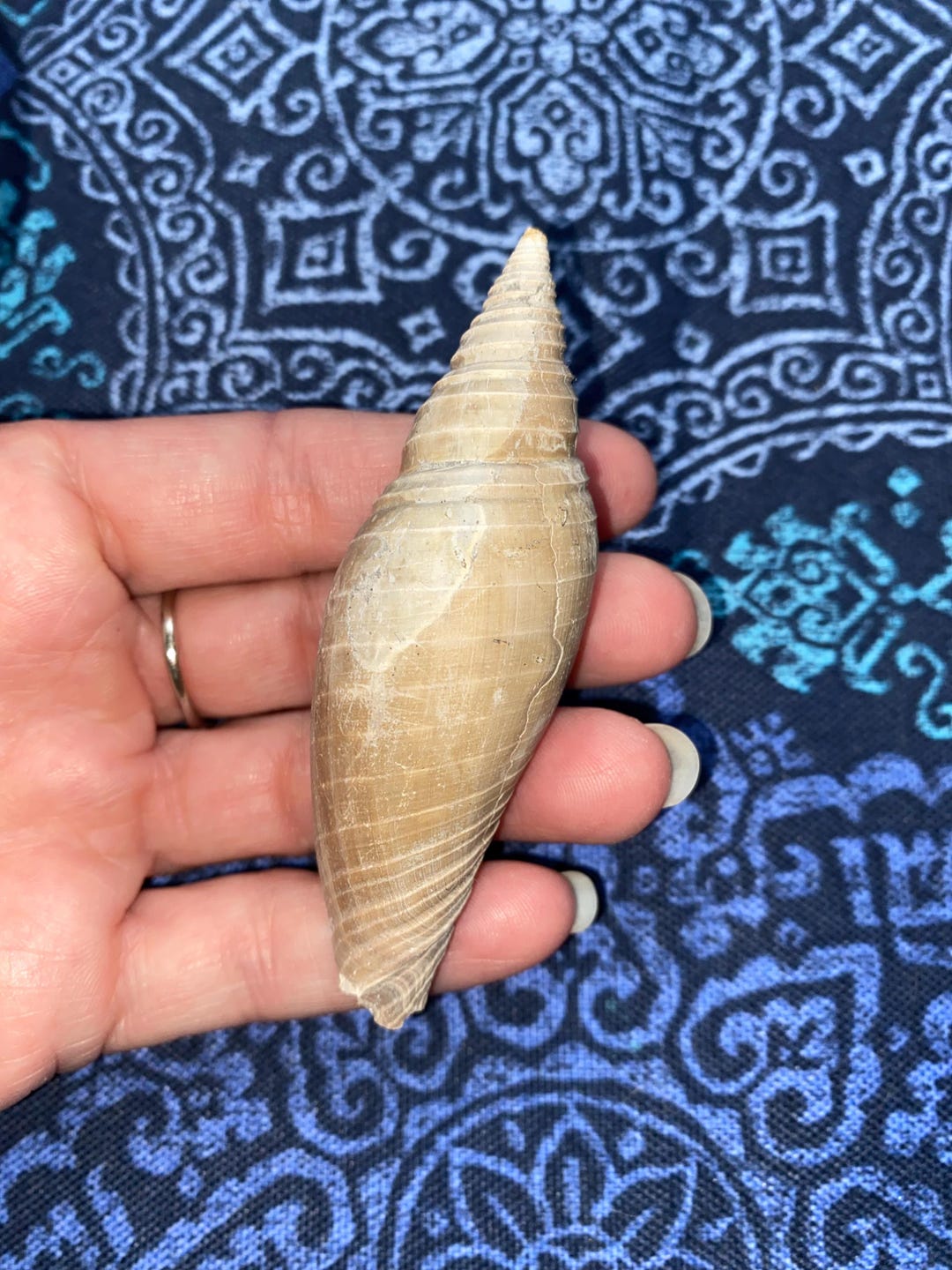 White and Tan Mitre Shell Fossil From Florida - Etsy