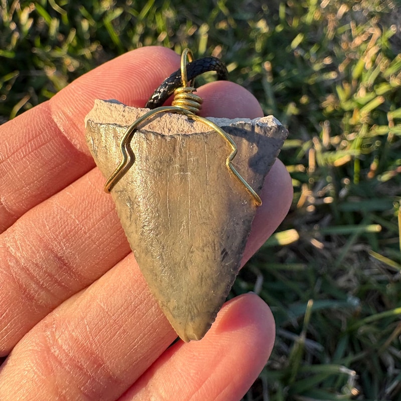 Florida Great White - Etsy