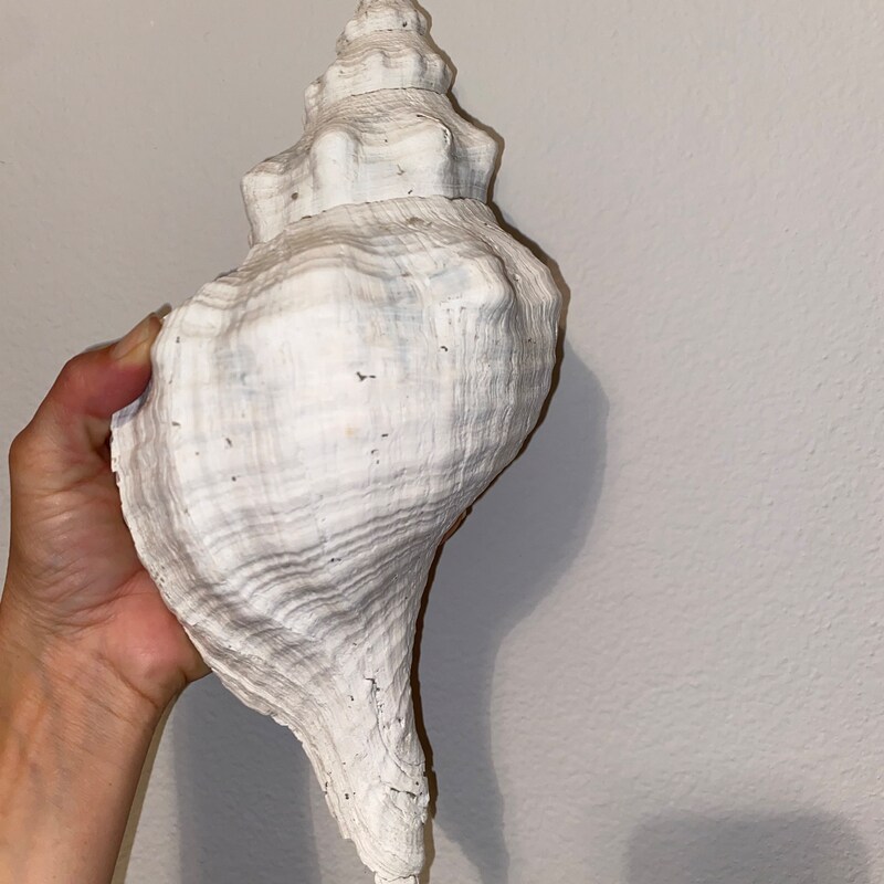 Rare Sea Shells - Etsy