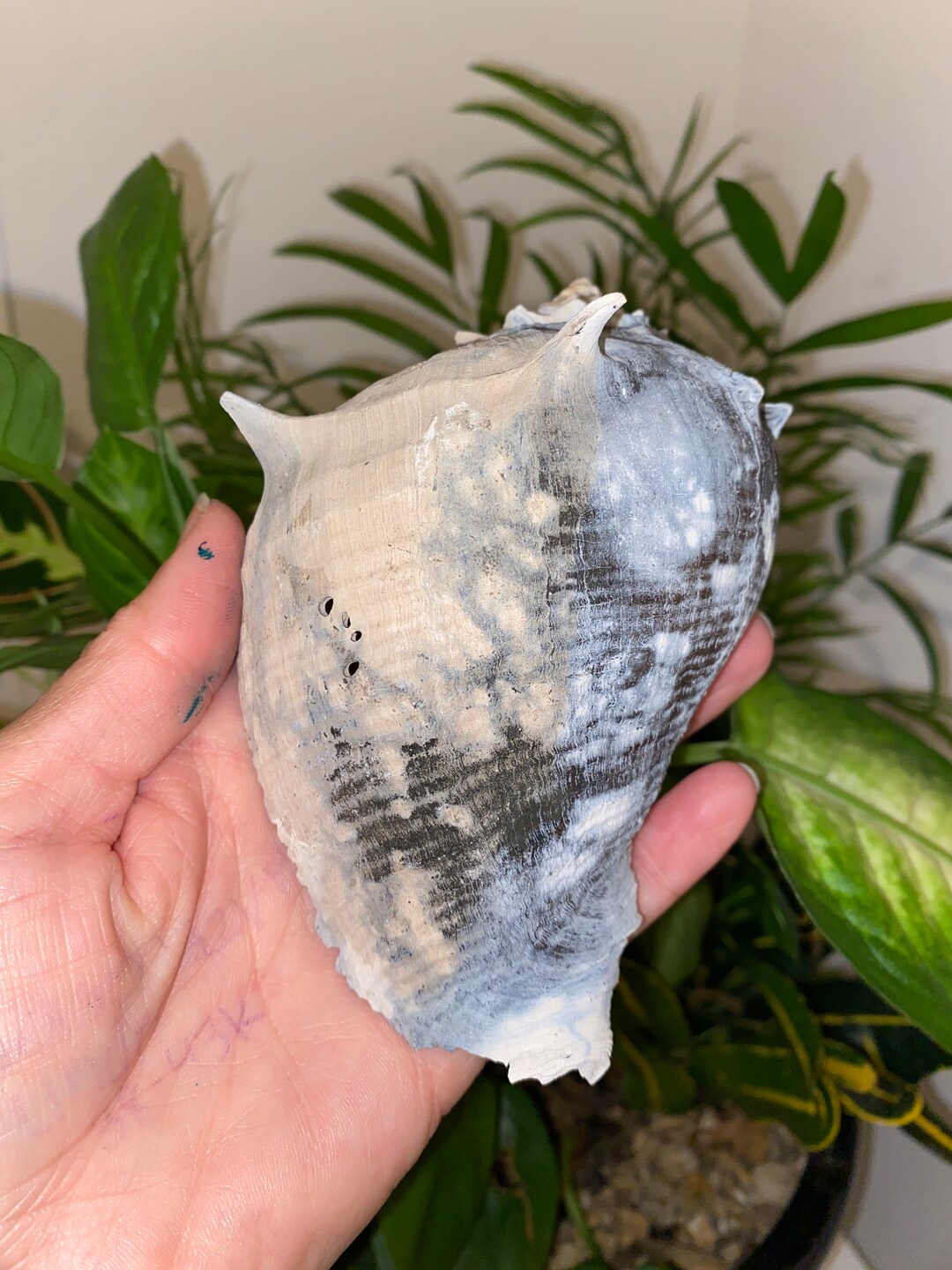Large Black and White Fossil Melongena Shell Florida - Etsy