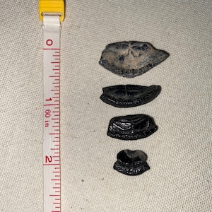 4 Puffer Fish Mouth Plate Fossils - Etsy