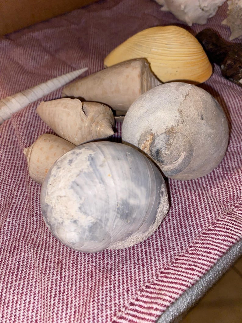 Sharks Eye Moon Snail Shells - Etsy
