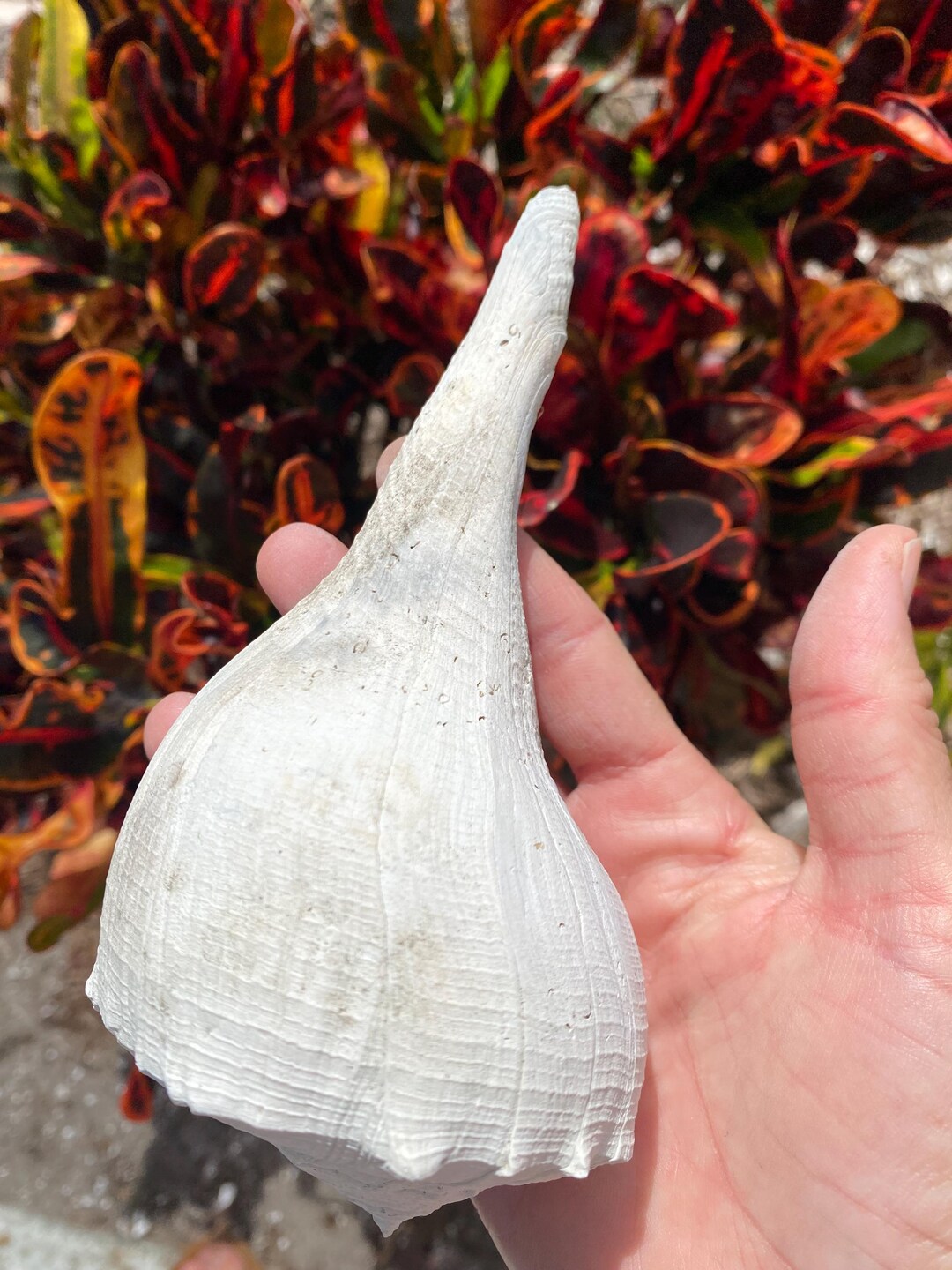 Huge Fossilized Whelk Sea Shell From Florida - Etsy
