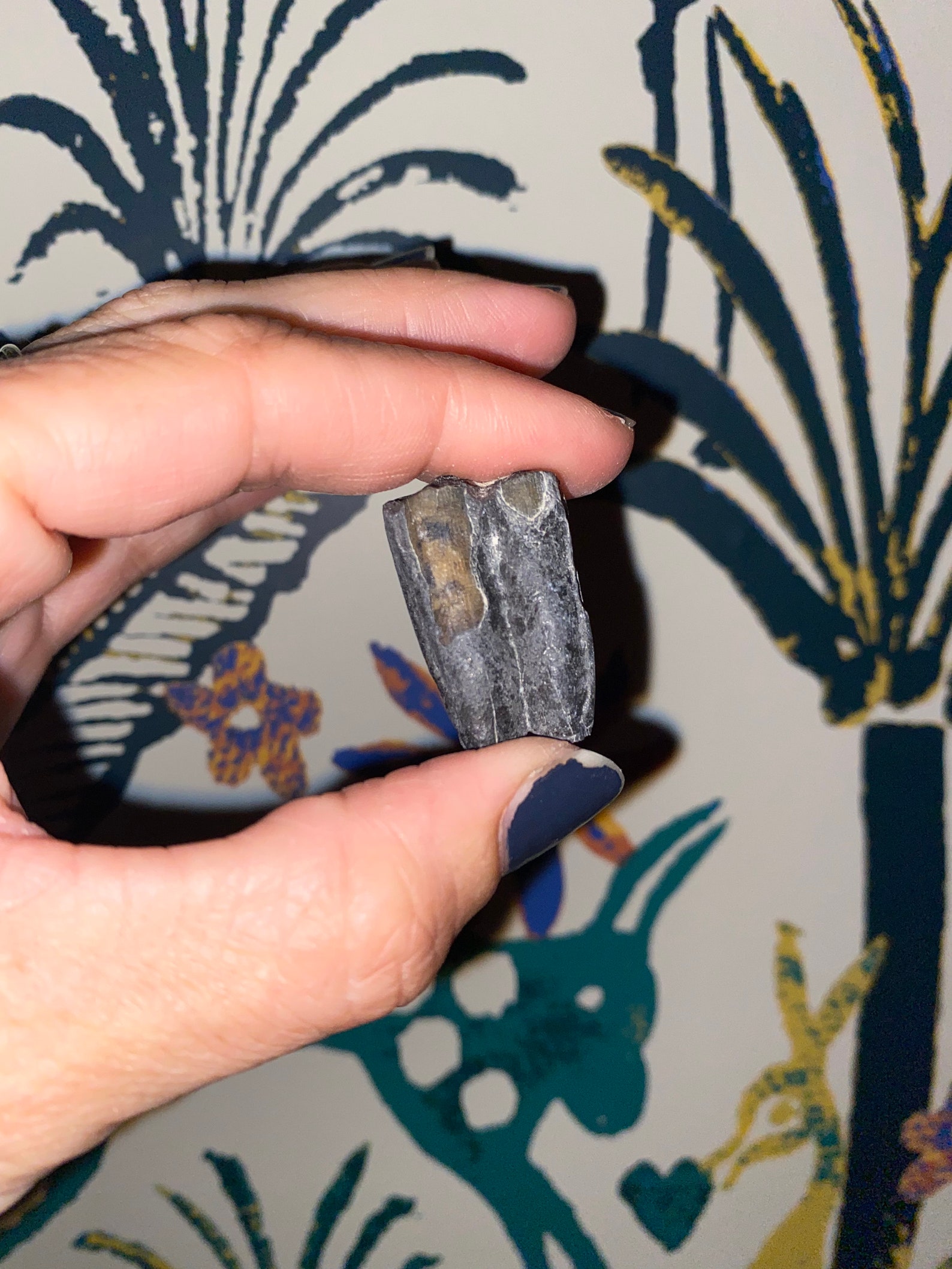 Fossilized Horse Tooth Extinct Three Toed Horse - Etsy